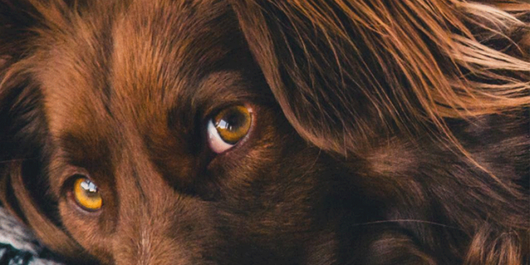 Life of Pets – Positively Transforming World